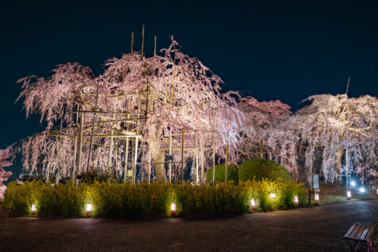 3月29日～4月4日イベントまとめ！宇治市植物公園の枝垂桜は1日で満開に！【京田辺市・宇治市・井手町・木津川市】 - ALCO 宇治・城陽 ...